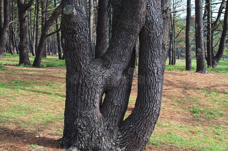 Pine trees stock photo. Image of pine, mountainside - 100464012