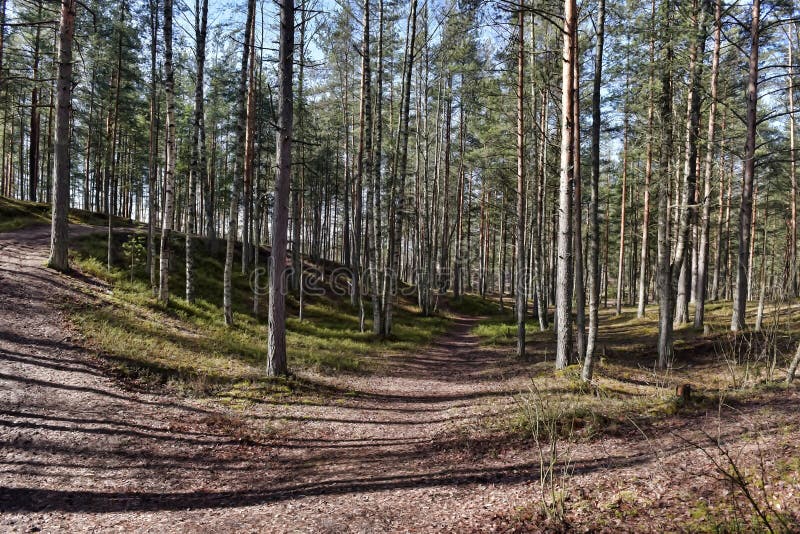 Pine Trees in a Summer Forest and Their Shade Stock Photo - Image of ...