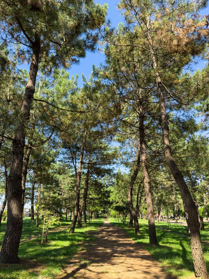 Pine Trees in Summer Park with Sunlit Walking Path Stock Image - Image ...