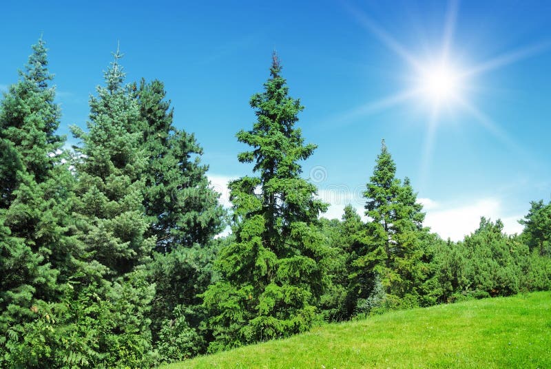 Pine Trees and Sun on Blue Sky Stock Image - Image of outdoors, pine ...