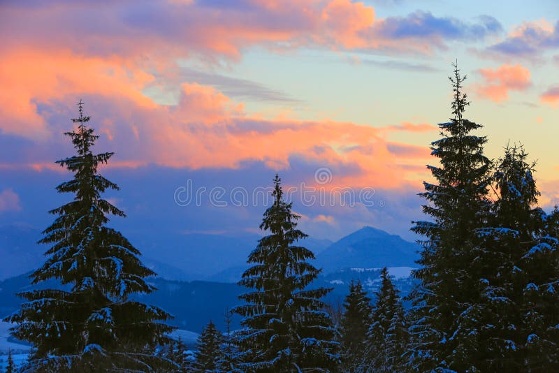 Pine Trees on Sunset Sky Background Stock Image - Image of dark, gold: 66413183