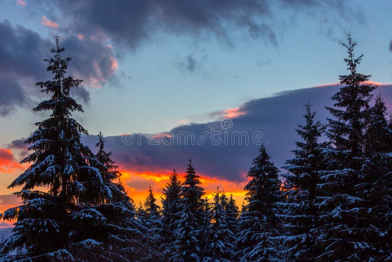 Sunset Pine Trees stock image. Image of scenic, orange - 21213951
