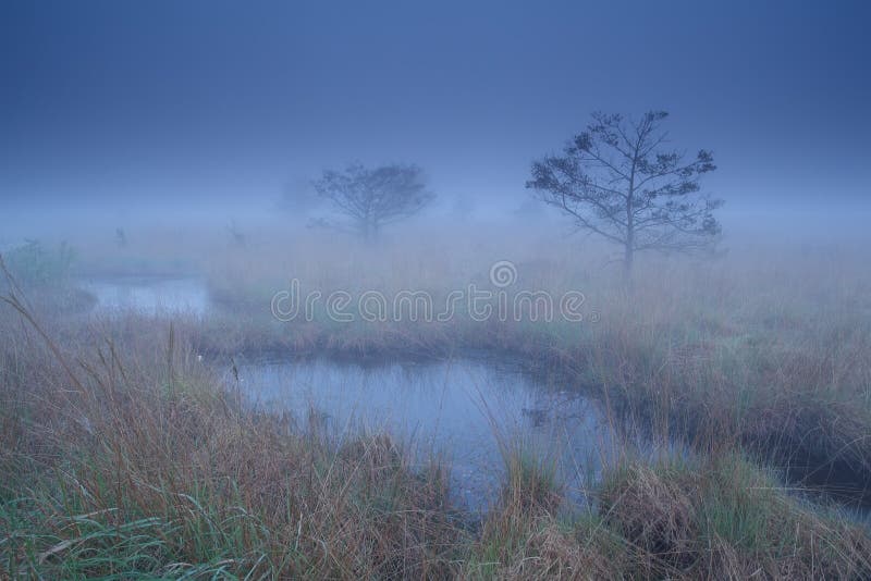 Pine Trees on Swamp in Dusk Mist Stock Image - Image of marsh, view ...