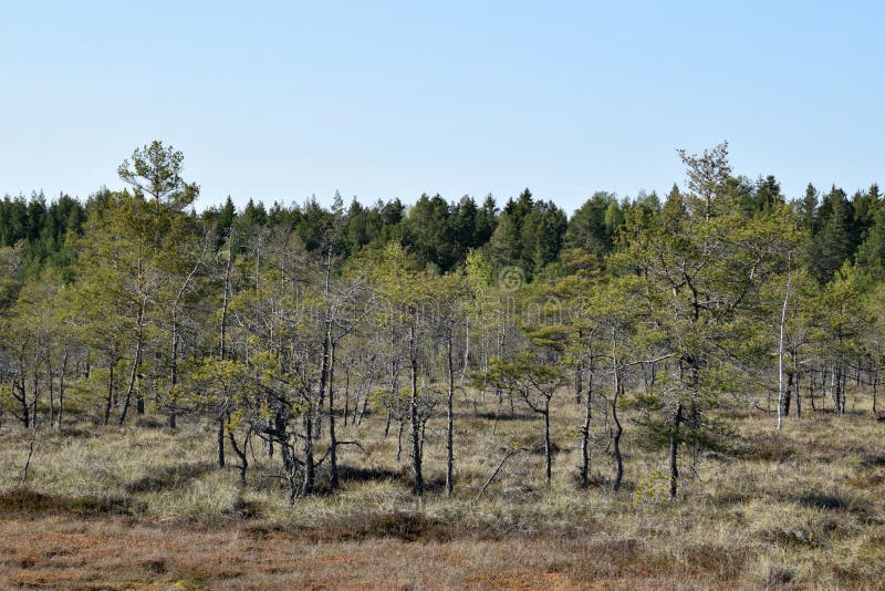 383 Pine Trees Growing Swamp Stock Photos - Free & Royalty-Free Stock ...