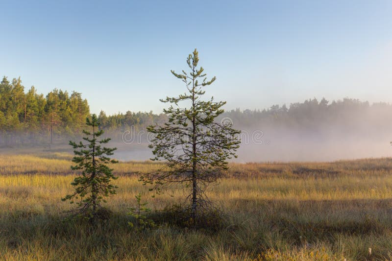 Pine trees in the swamp stock image. Image of weather - 58455177