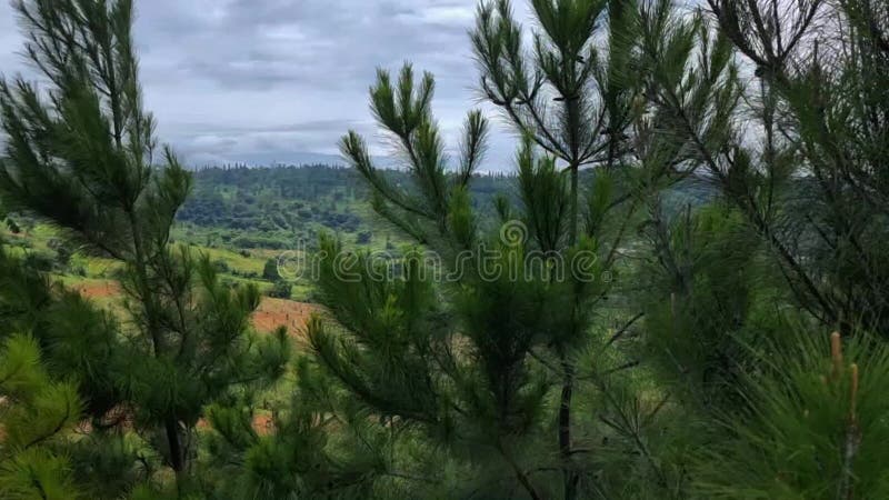 Pine Trees Sway in the Wind on the Mountainside Stock Video - Video of ...