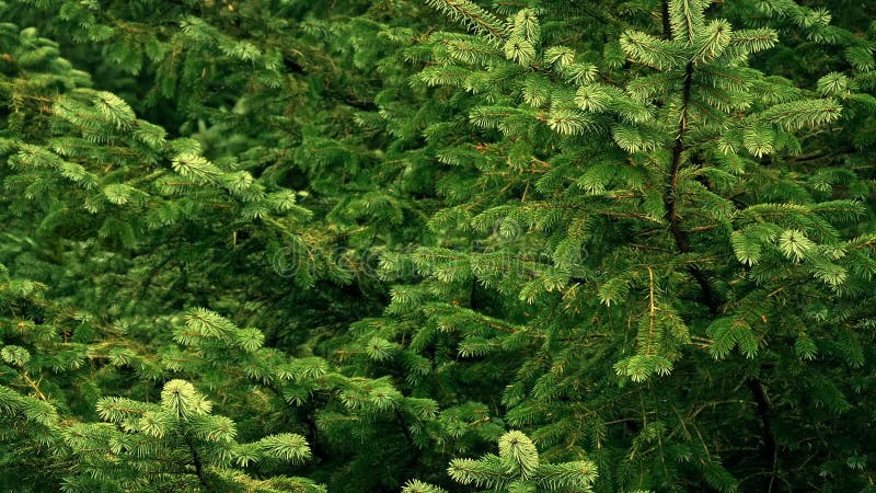 Pine Trees Swaying in Breeze Stock Footage - Video of trees, spiky ...