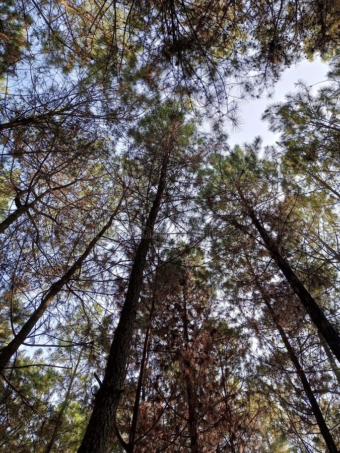 Pine Trees are Tall and Still Beautiful Stock Image - Image of pine, beautiful: 341493609