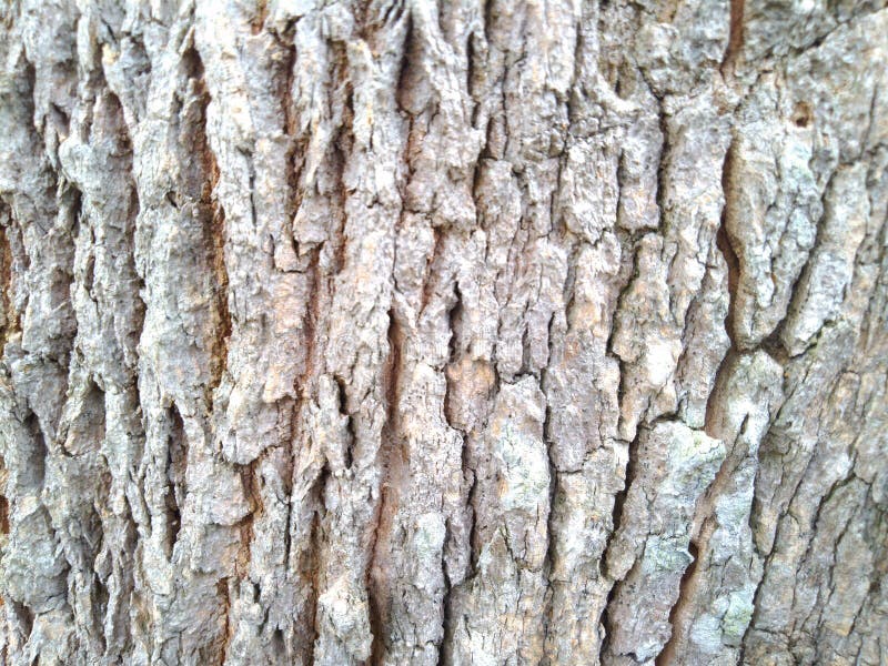 Pine trees texture stock image. Image of trunk, produce - 193341605