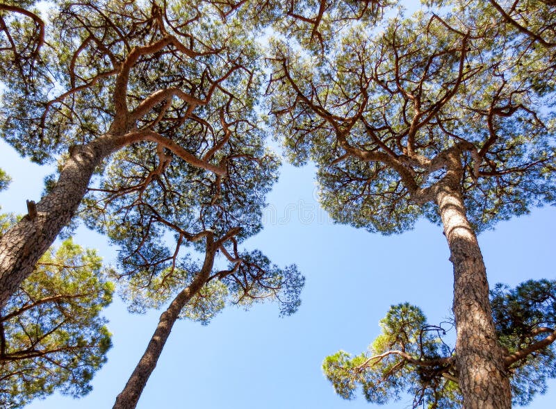 Pine Trees Textures, Upward View Stock Photo - Image of pinus, holidays ...