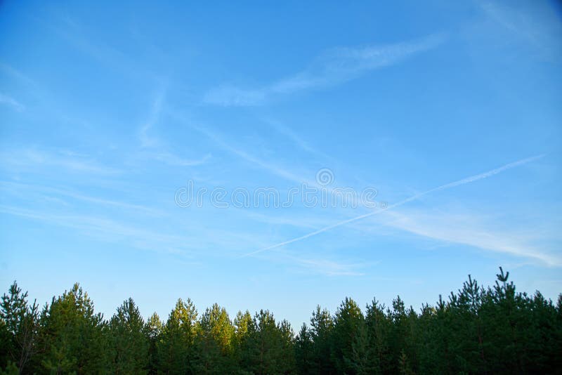Blue Sky Against the Backdrop of a Pine Forest. Natural Background ...