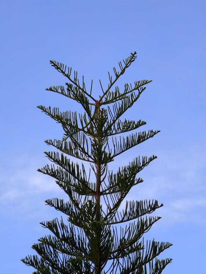 Pine Trees Towering High Above Stock Image - Image of high, trees ...