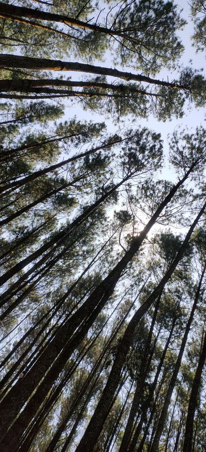 Pine Trees Towering Upwards Seen from Below Stock Photo - Image of ...