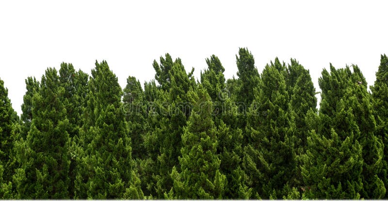 Pine Trees Tree for Christmas Isolated on White Background.are Forest ...