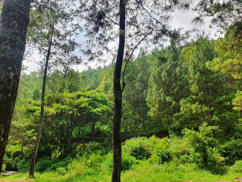 Pine Trees in the Tropical Forest Stock Image - Image of sunlight ...