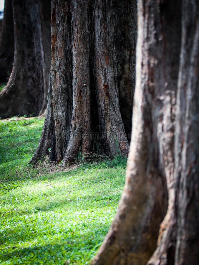Pine Trees Trunk in Closed Up Stock Photo - Image of portrait, green ...