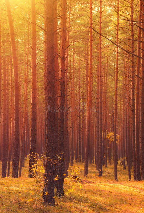 Pine trees trunks stock image. Image of panorama, conifers - 192429733