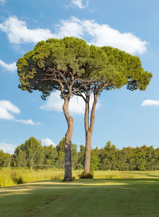 Pine Trees stock image. Image of tree, turkey, park, trees - 99117369