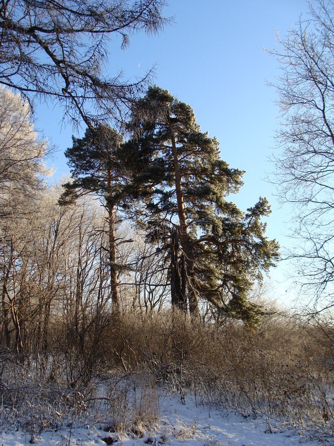 Pine trees stock photo. Image of trees, wood, woodland - 69365900