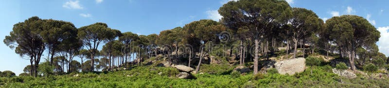 Pine trees stock photo. Image of turkey, summer, tree - 41231836