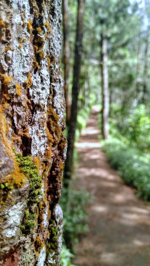 Pine Trees Usually Grow a Lot in the Mountains Stock Photo - Image of ...