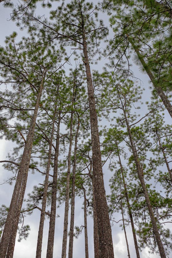 Pine Trees View from Below into the Sky Stock Photo - Image of sunlight ...