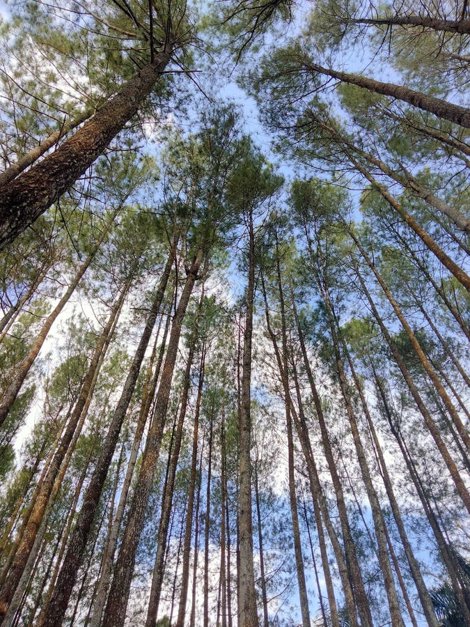 Pine trees stock image. Image of tress, forest, pine - 262515023