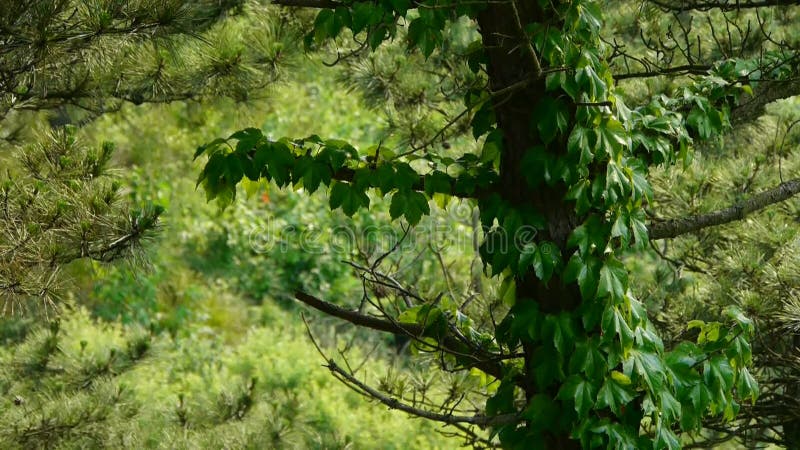Pine Trees & Vines,bushes in the Wind,Dense Swing Tree,Hillside Weeds ...