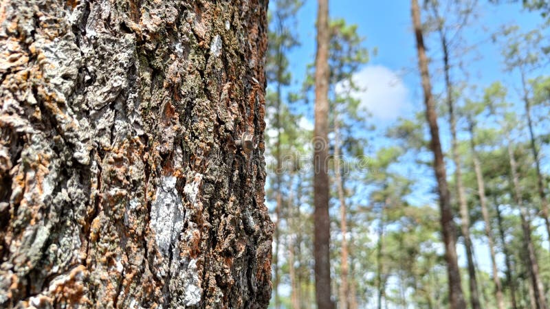 Pine Trees Visible from Near and Far Stock Photo - Image of trees ...