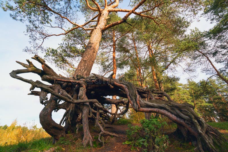 Pine Trees with Visible Roots in the Forest on the Slope. Stock Photo ...