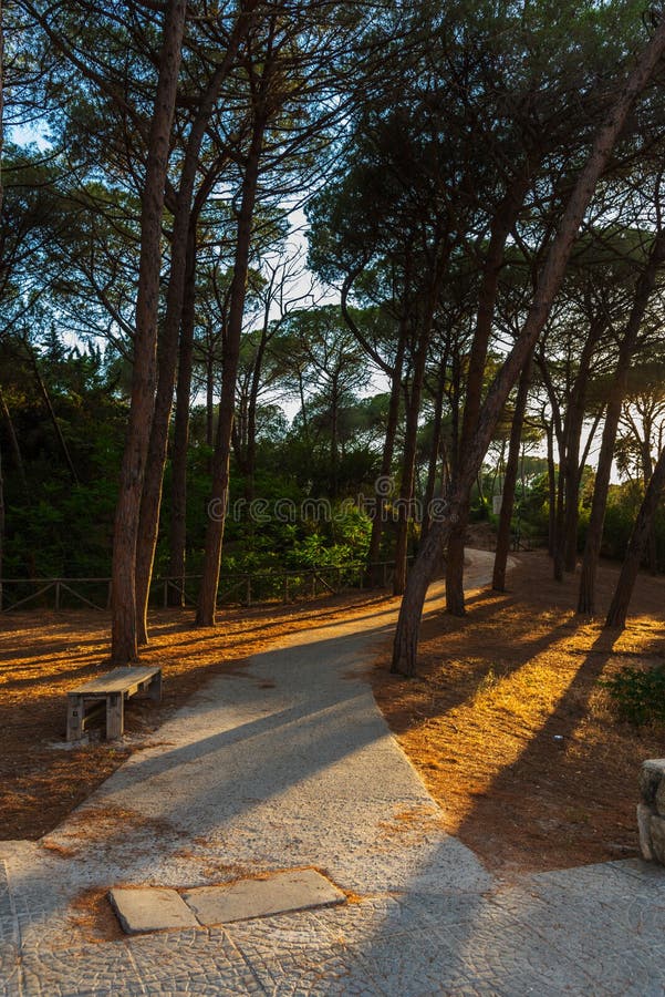 Pine Trees and Walk Path at Sunset Stock Image - Image of scene ...