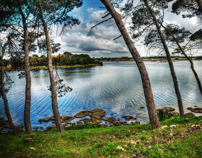 Pine trees by the water stock photo. Image of pond, scrub - 54125270