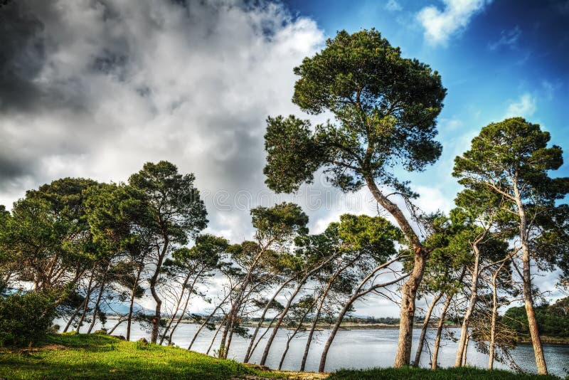 Pine trees by the water stock image. Image of coastline - 63616859