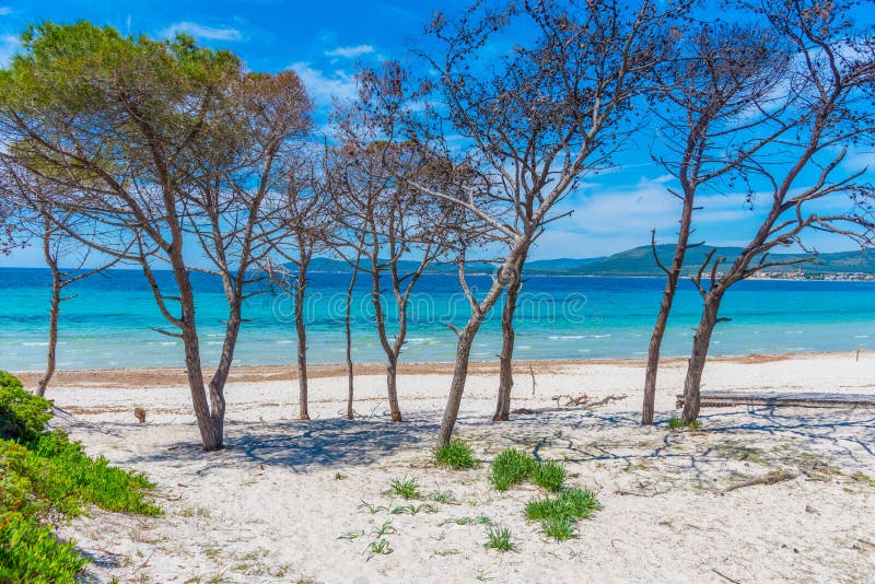Pine Trees and White Sand in Maria Pia Beach Stock Image - Image of ...