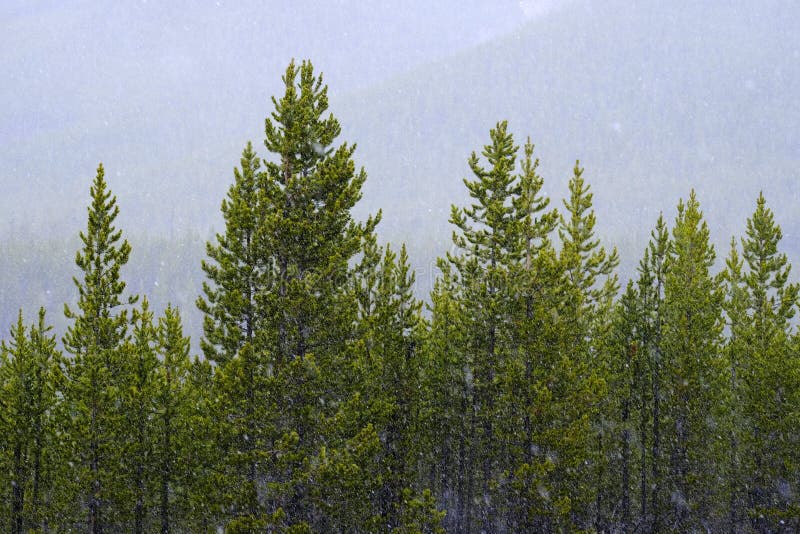 Pine Trees in Wilderness Forest in Snow Storm Blizzard Falling Stock ...
