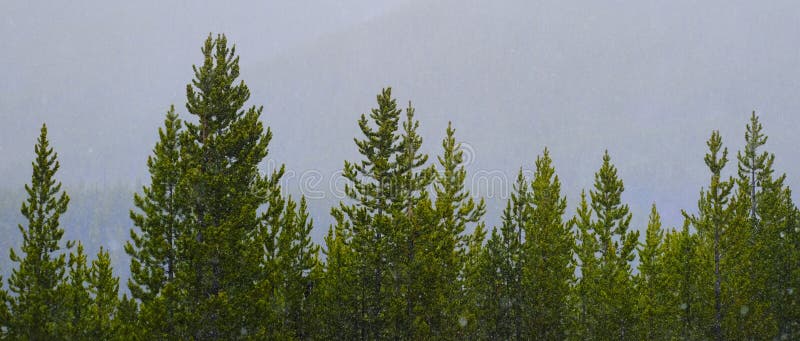 Pine Trees in Wilderness Forest in Snow Storm Blizzard Falling Stock ...
