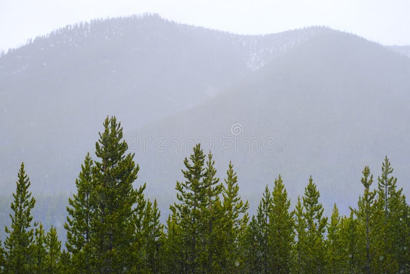 Pine Trees in Wilderness Forest in Snow Storm Blizzard Falling Stock ...