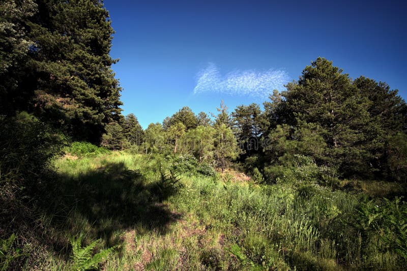 Pine Trees on Wilderness Mountain Slope Stock Photo - Image of etna ...