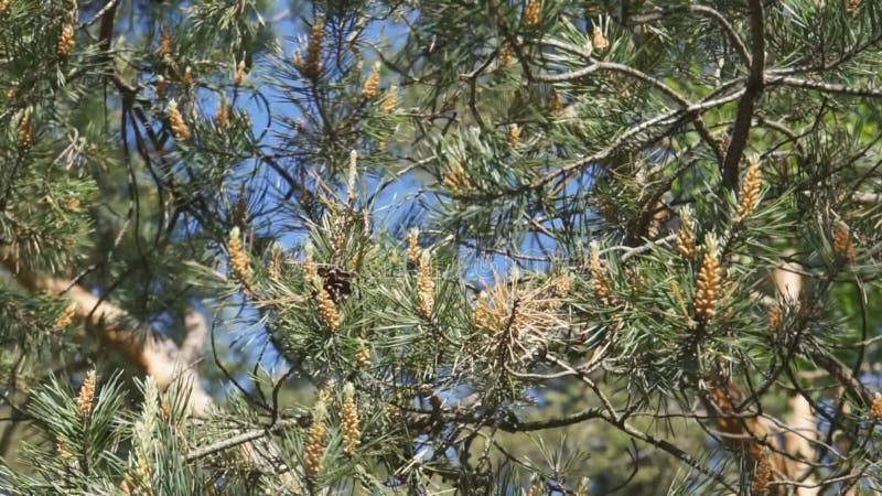 Pine trees in the wind stock video. Video of landscape - 216445073