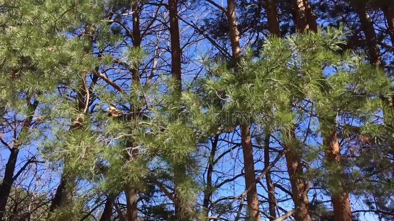 Pine Trees on the Wind stock footage. Video of forest - 119895288