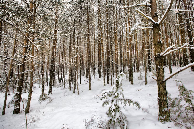 Pine trees in winter stock photo. Image of snowscape - 223385010