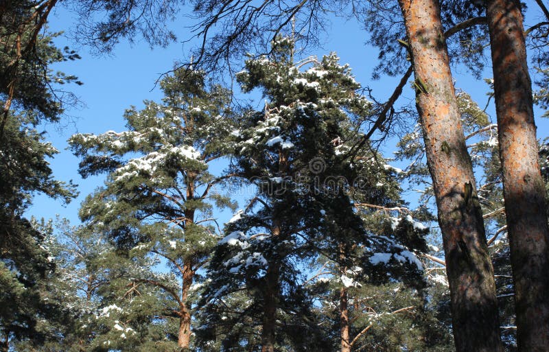 Pine Trees in the Winter. Snow Stock Photo - Image of park, pine: 213877976