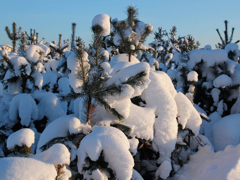 Pine Trees in the Winter. Snow Stock Image - Image of season, nature ...