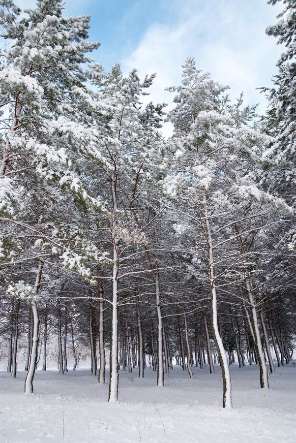 Pine trees in winter snow stock photo. Image of scenic - 101260548