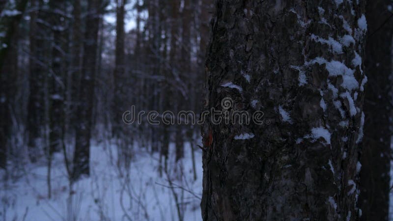 Pine Trees in a Winter, Snowy, Cold Forest Close-up with Natural Light ...