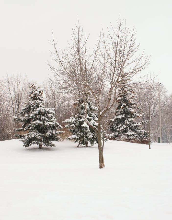 Pine Trees on Winters Seasons Stock Image - Image of evergreen, active ...
