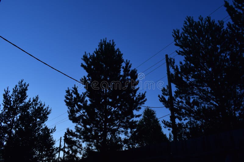 Pine Trees and Wires Silhouettes on Night Sky Background Stock Image ...