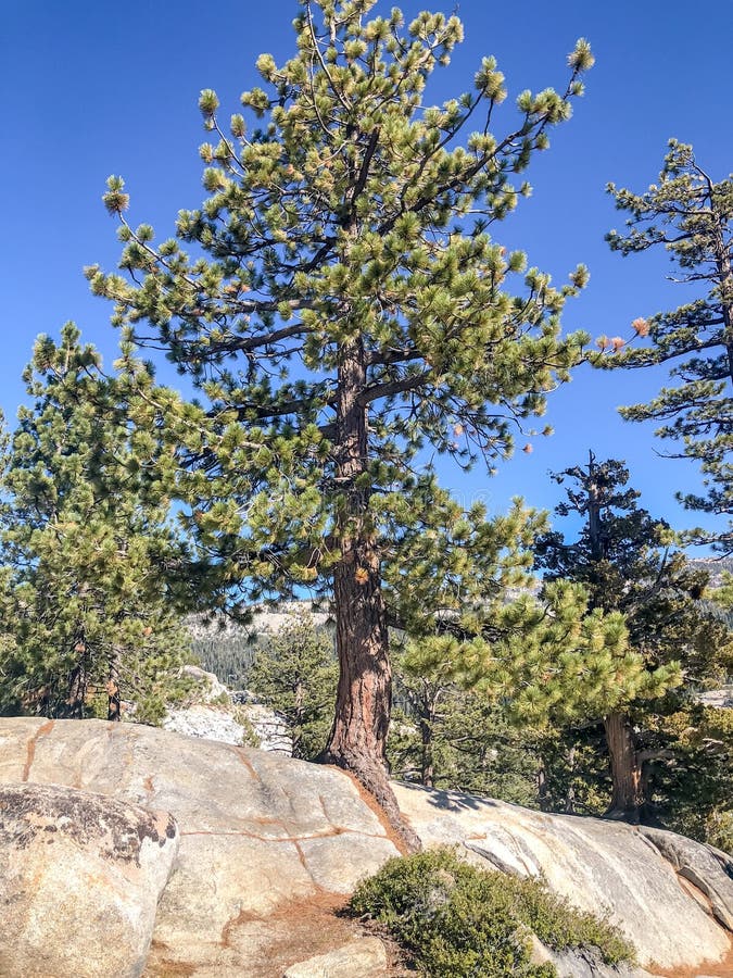 Pine Trees in Yosemite National Park Stock Image - Image of outdoors ...