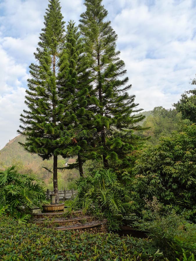 Pine Trees in Yunnan, China Stock Image - Image of mountain, trees ...