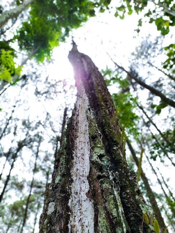 The Pine Tress stock photo. Image of tress, leaf, green - 203751434